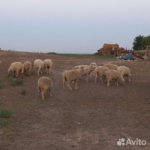 Продаём овец