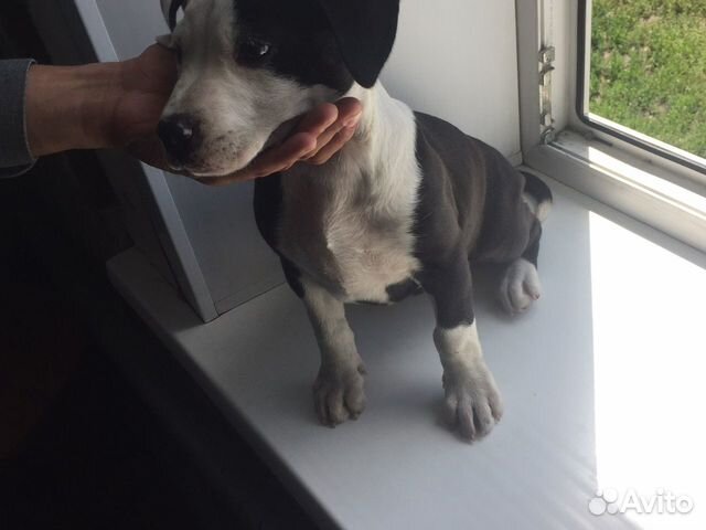 Стафарширский терьер