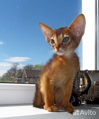 Абиссинские котята