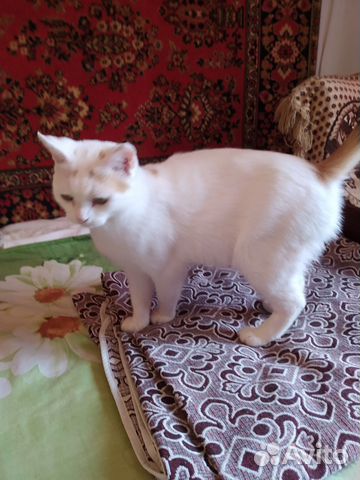Кошечка, 1г и 5 мес, в добрые руки