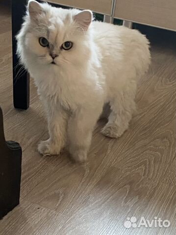 Кошка помесь шиншилла с персом