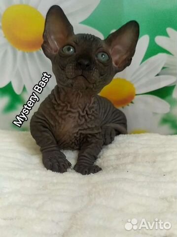 Бамбино девочка, Сфинкс