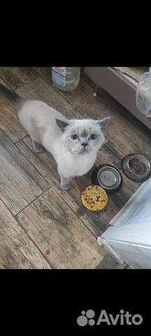 Отдам бесплатно породистую кошку
