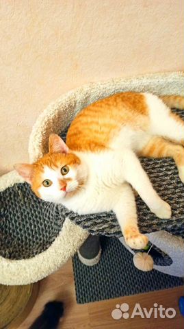 Большой толстый кот в добрые руки бесплатно