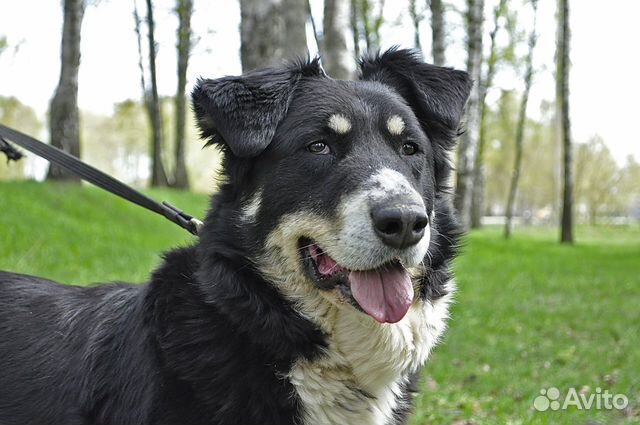 Добрый пёс Слай очень хочет в семью