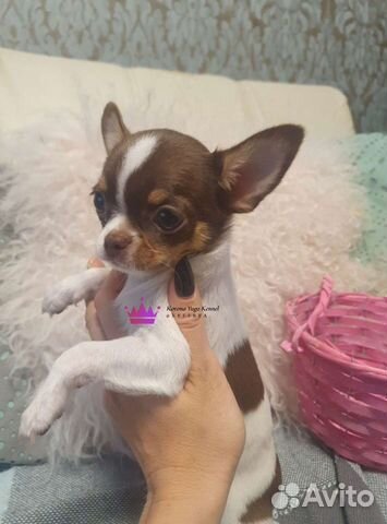 Чихуахуа мини шоколадная девочка