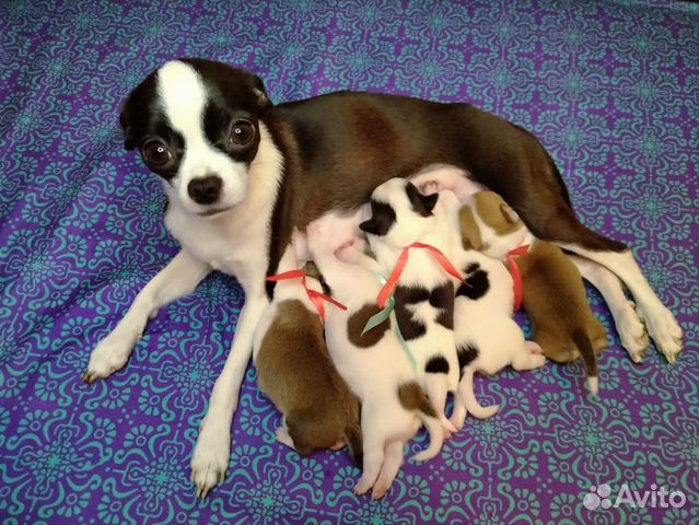 Чихуахуа мини