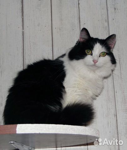 Кошка