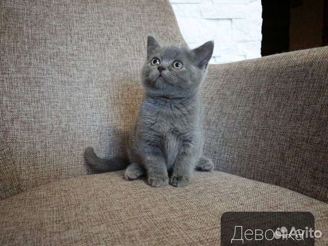 Британская кошка бесплатно