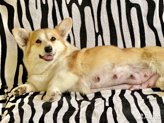 Велш корги пемброк щенки с документами с родителя