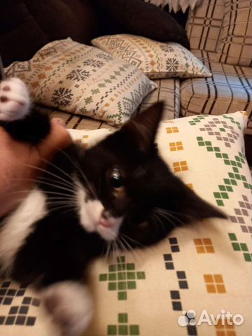 Котята