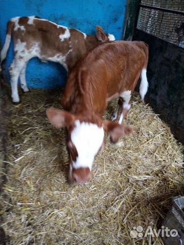 Телята симменталы