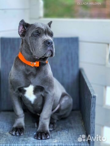 Кане Корс серый парень