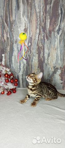 Мальчик бенгальчик