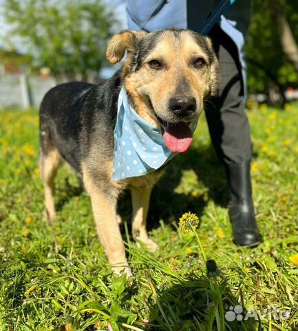 Помогите Адель забыть ужасы приюта, заметьте его