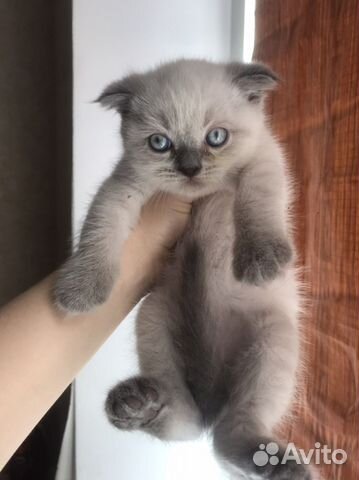 Шотладский котенок