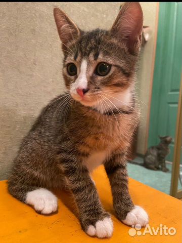 Котята в добрые руки бесплатно