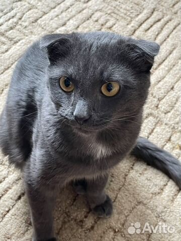 Отдам кота в добрые руки