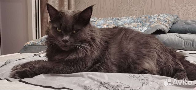 Кошки майкун