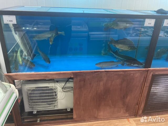 Аквариум для речной рыбы