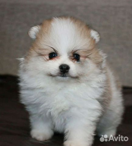 Супер щенки Пом шпица