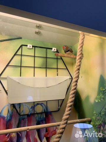 Зебровые амадины