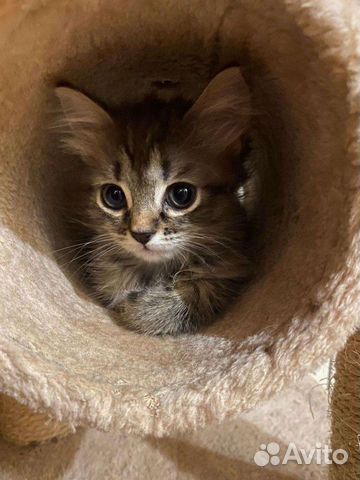 Котята помесь Сибирской и Британской породы