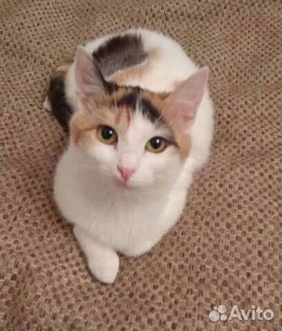 Стерилизованная кошечка ищет дом