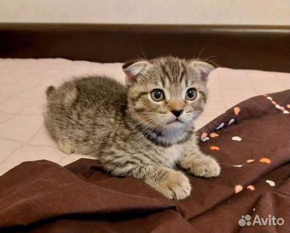 Шотландская кошка