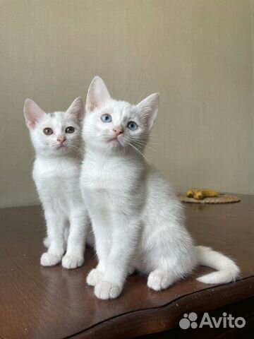 Котята -девочки 2,5 мес