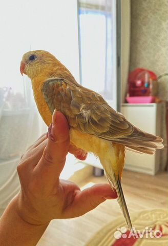 Певчий попугай