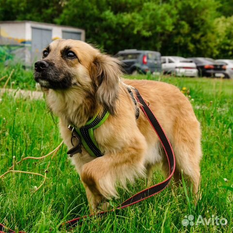 Чарли из приюта для собак в добрые руки