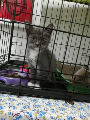 Котенок