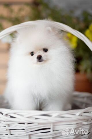 Супер мини померанец