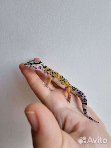 Эублефар геккон