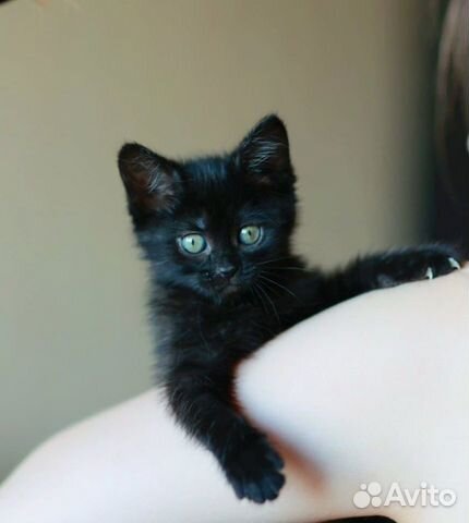 Чёрная добрая девочка котёнок 2 мес