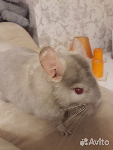 Шушик ручной 5 месяцев с клеткой