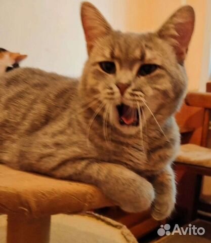 Кошка