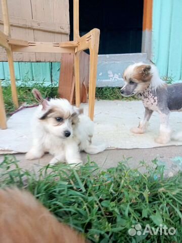 Китайская хохлатая щенок