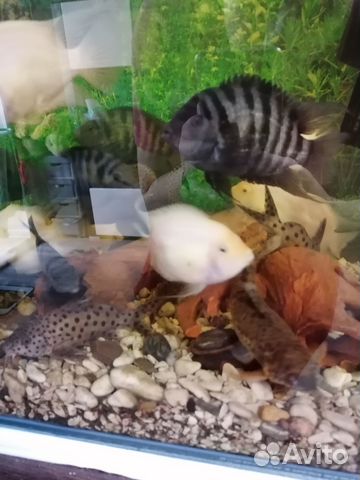 Отдам аквариум 120л с рыбками