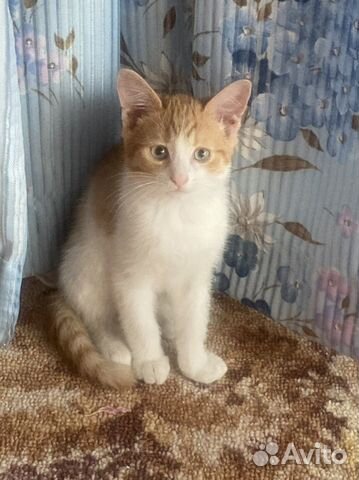Котята в добрые руки даром