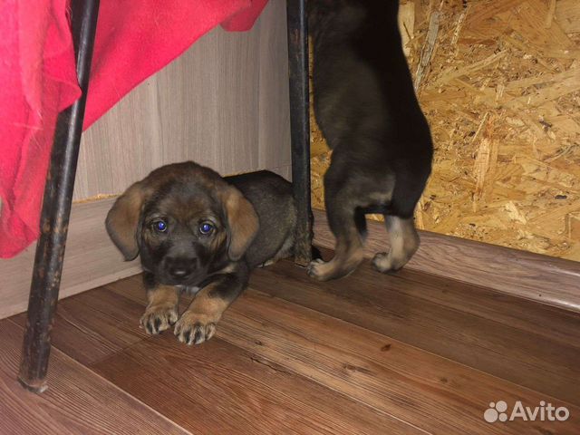 Малютки щеночки в добрые руки