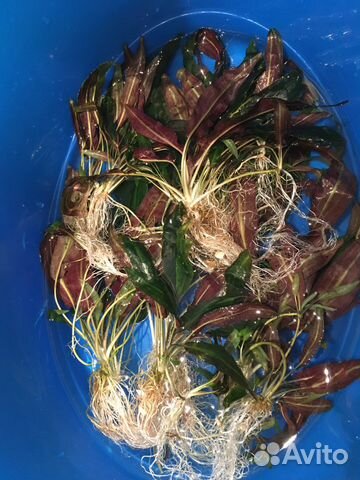 Криптокорина,прополка аквариума
