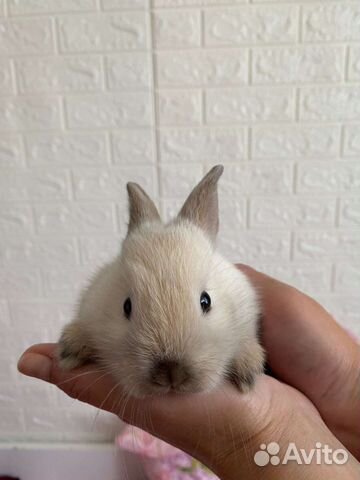 Декоративные крольчата