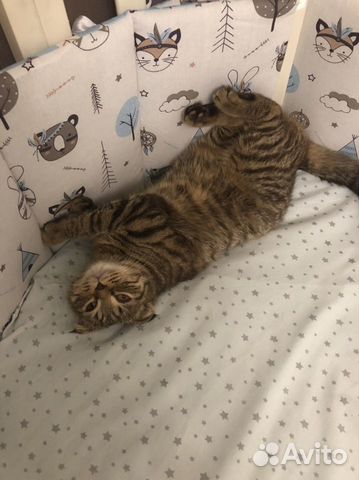 Кошки в добрые руки