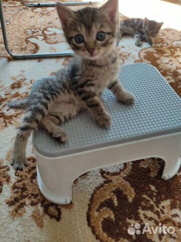 Домашние животные котята