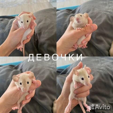 Сиамские крысята дамбо/ стандарт
