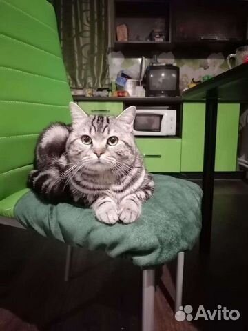 Шотландский кот вязка