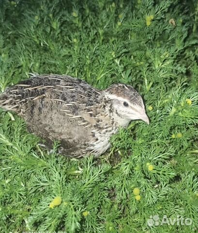 Перепел, индюк, бройлер