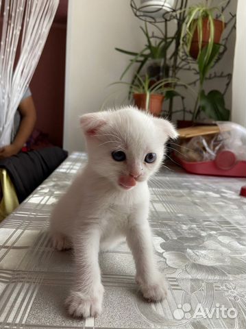 Кот шотландец вислоухий